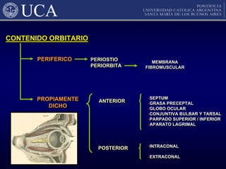 Anatomia orbita | PDF