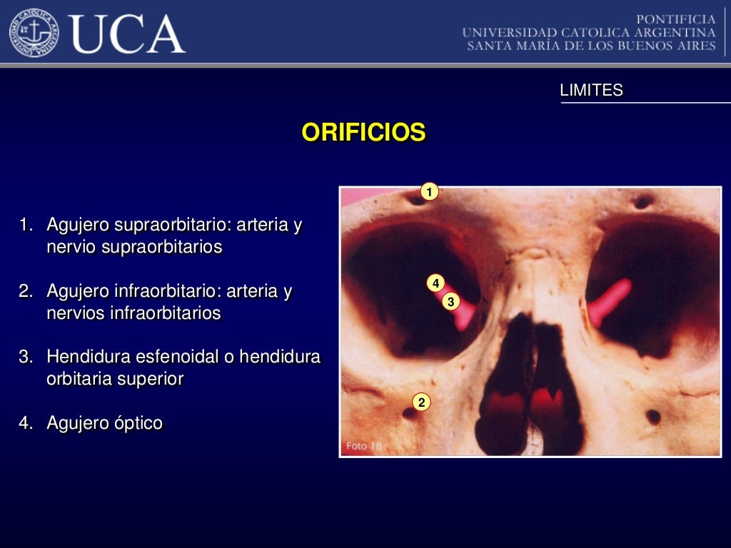 Anatomia orbita