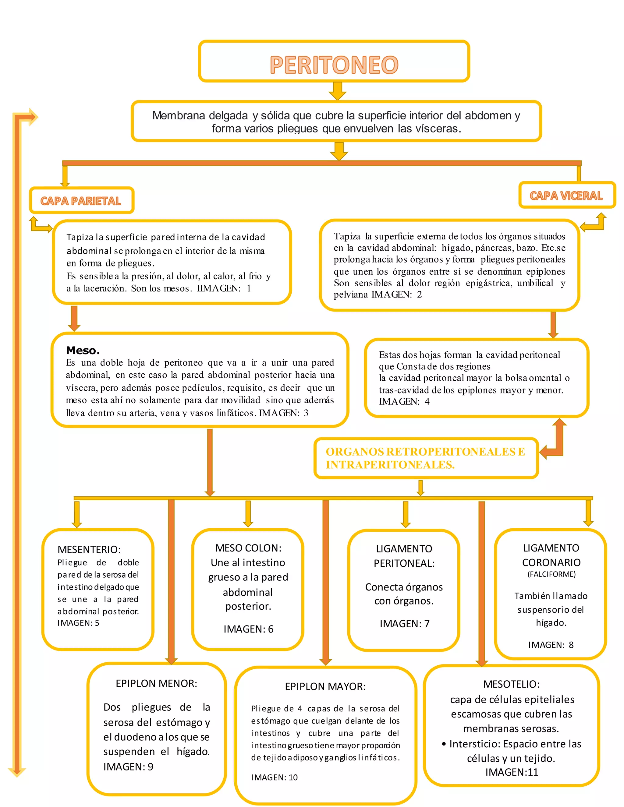 Anatomia peritoneo | PDF
