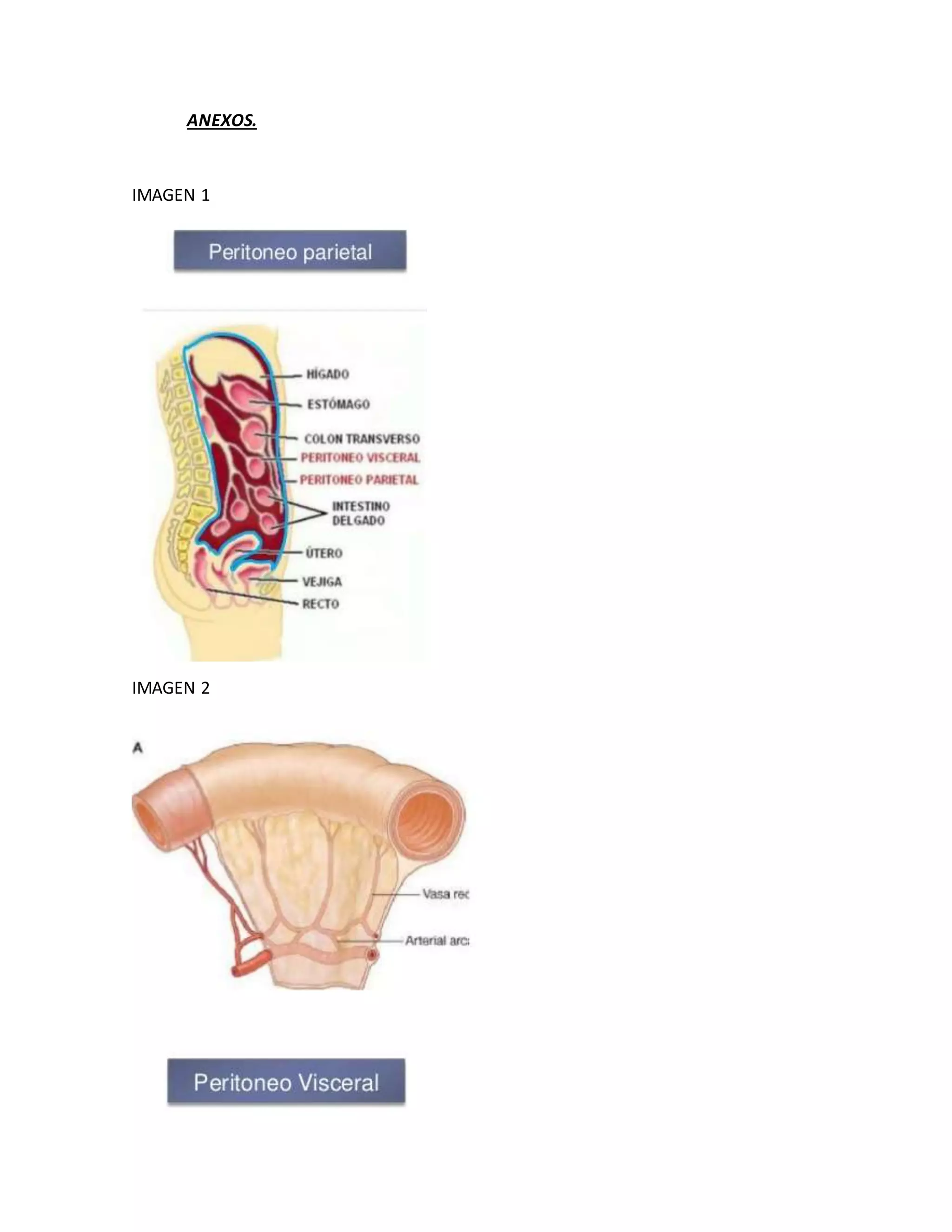 Anatomia peritoneo | PDF