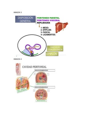 Anatomia peritoneo | PDF