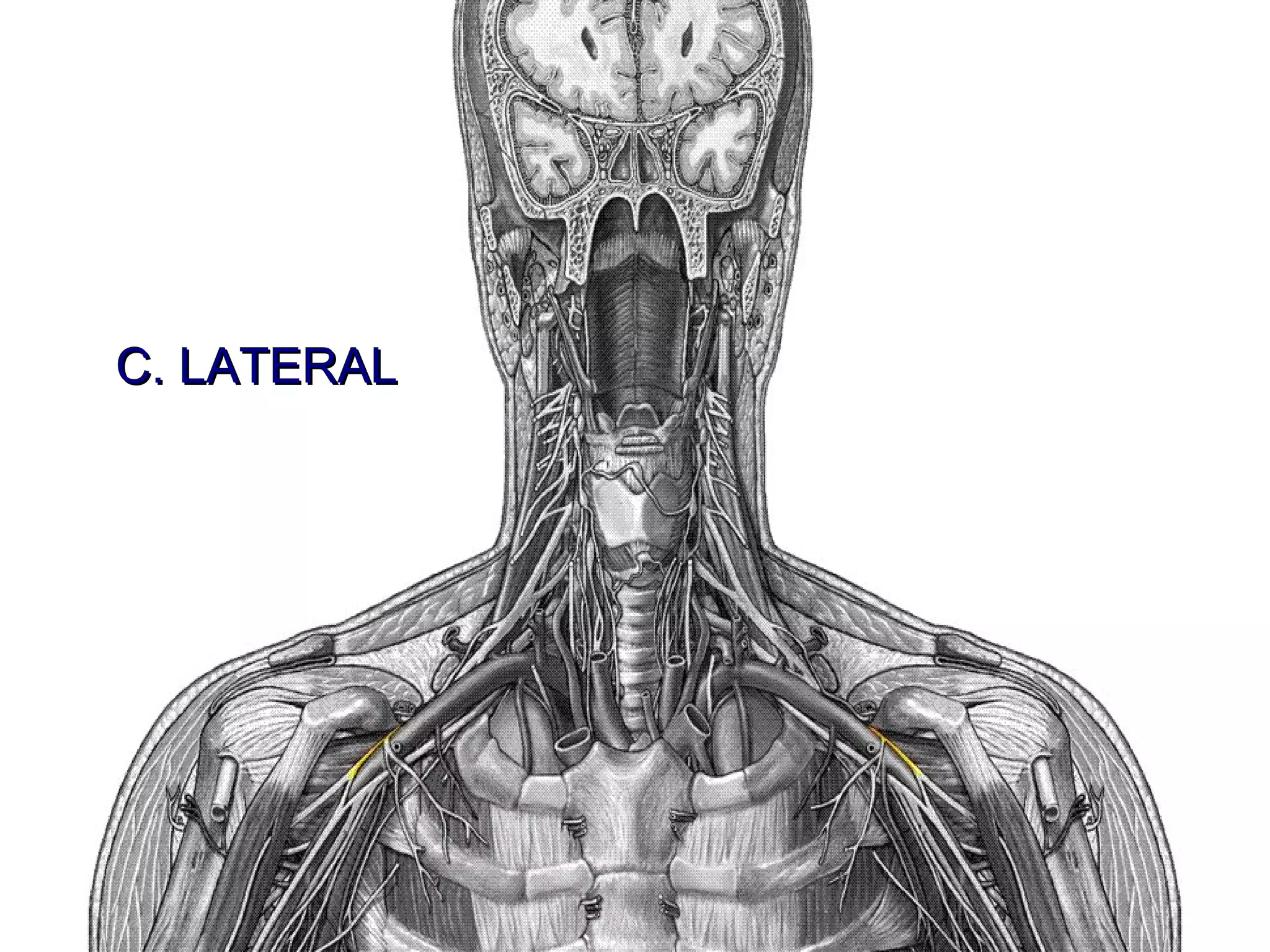 Anatomia Plexo Cervical Y Braquial Jorman | PPT