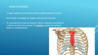 ANATOMIA-PRIMEIROS SOCORROS.pptx
