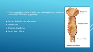 ANATOMIA-PRIMEIROS SOCORROS.pptx