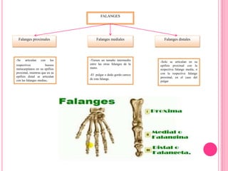 Anatomia resumen huesos de la mano y del pie | PPTX