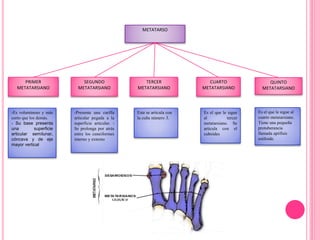 Anatomia resumen huesos de la mano y del pie | PPTX