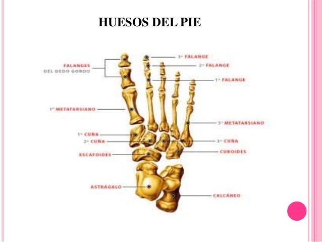 Anatomia resumen huesos de la mano y del pie