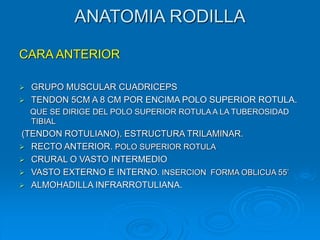 anatomia funcional y estructural de rodilla-.ppt
