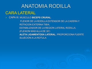 anatomia funcional y estructural de rodilla-.ppt