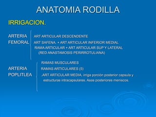 anatomia funcional y estructural de rodilla-.ppt