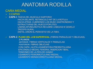anatomia funcional y estructural de rodilla-.ppt