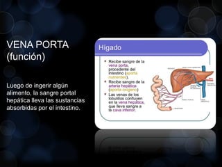 Vena Porta Hepática Hígado