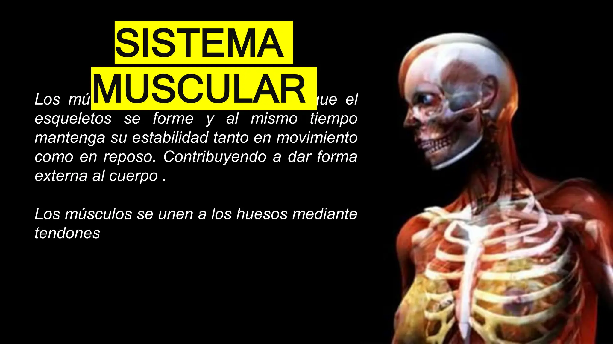 anatomia -sistema muscular.pptx