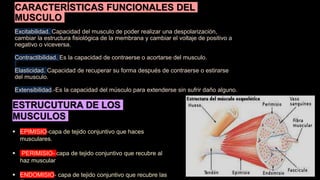 anatomia -sistema muscular.pptx