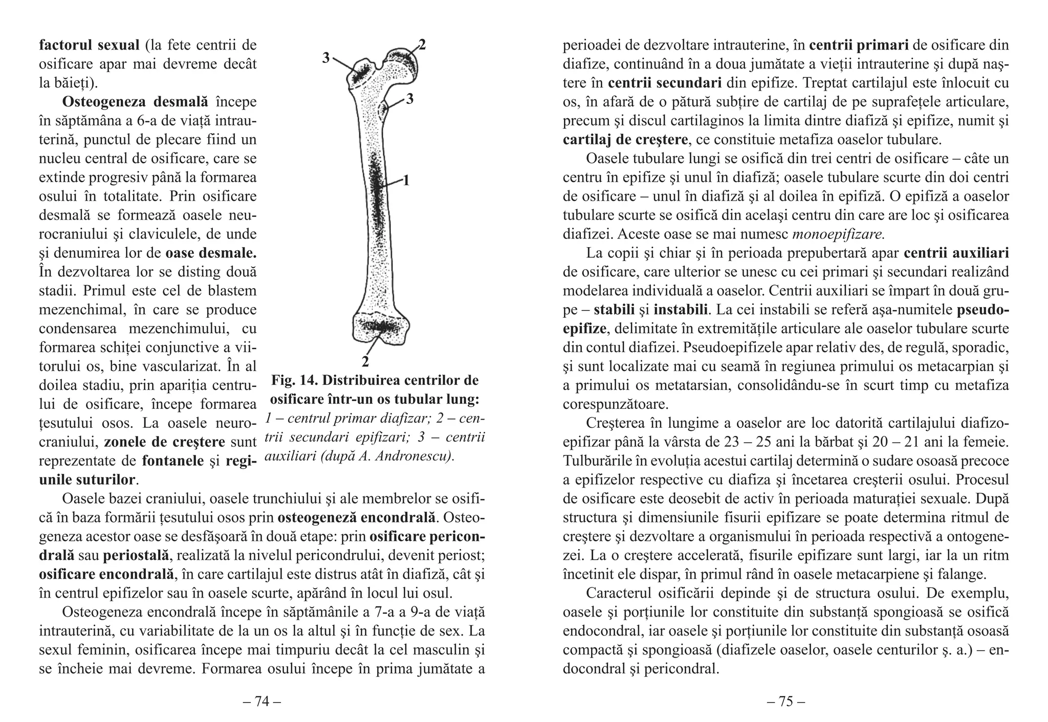 Anatomia.stefanet.vol 1 | PDF
