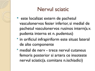 Anatomia-topografica-a-membrului-inferior.pptx