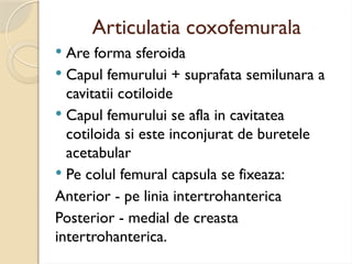 Anatomia-topografica-a-membrului-inferior.pptx