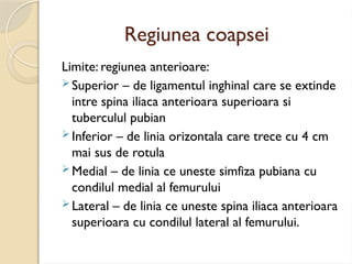 Anatomia-topografica-a-membrului-inferior.pptx