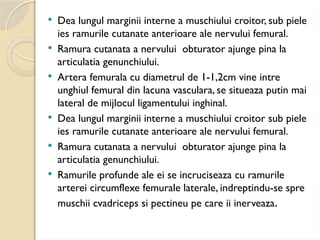 Anatomia-topografica-a-membrului-inferior.pptx