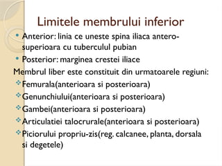 Anatomia-topografica-a-membrului-inferior.pptx