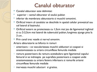 Anatomia-topografica-a-membrului-inferior.pptx