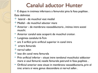 Anatomia-topografica-a-membrului-inferior.pptx