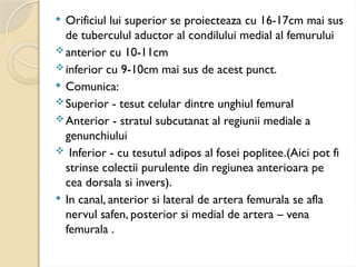 Anatomia-topografica-a-membrului-inferior.pptx
