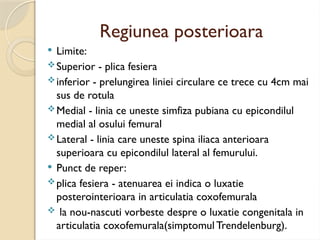 Anatomia-topografica-a-membrului-inferior.pptx
