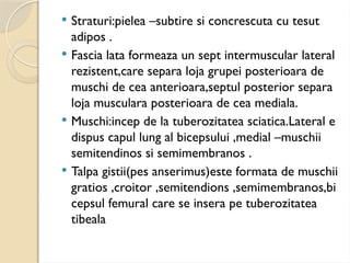 Anatomia-topografica-a-membrului-inferior.pptx