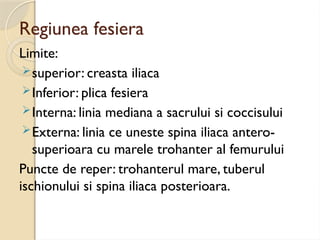 Anatomia-topografica-a-membrului-inferior.pptx