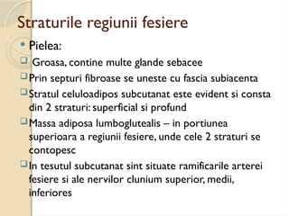 Anatomia-topografica-a-membrului-inferior.pptx
