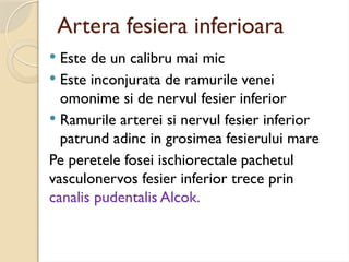 Anatomia-topografica-a-membrului-inferior.pptx