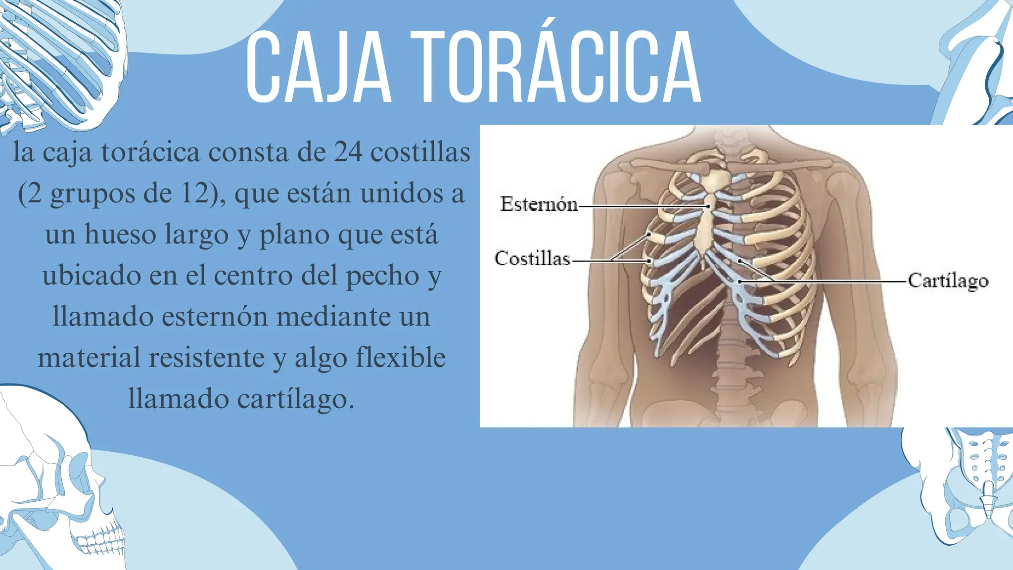 Anatomía-tórax para estudiantes de medicina | PDF