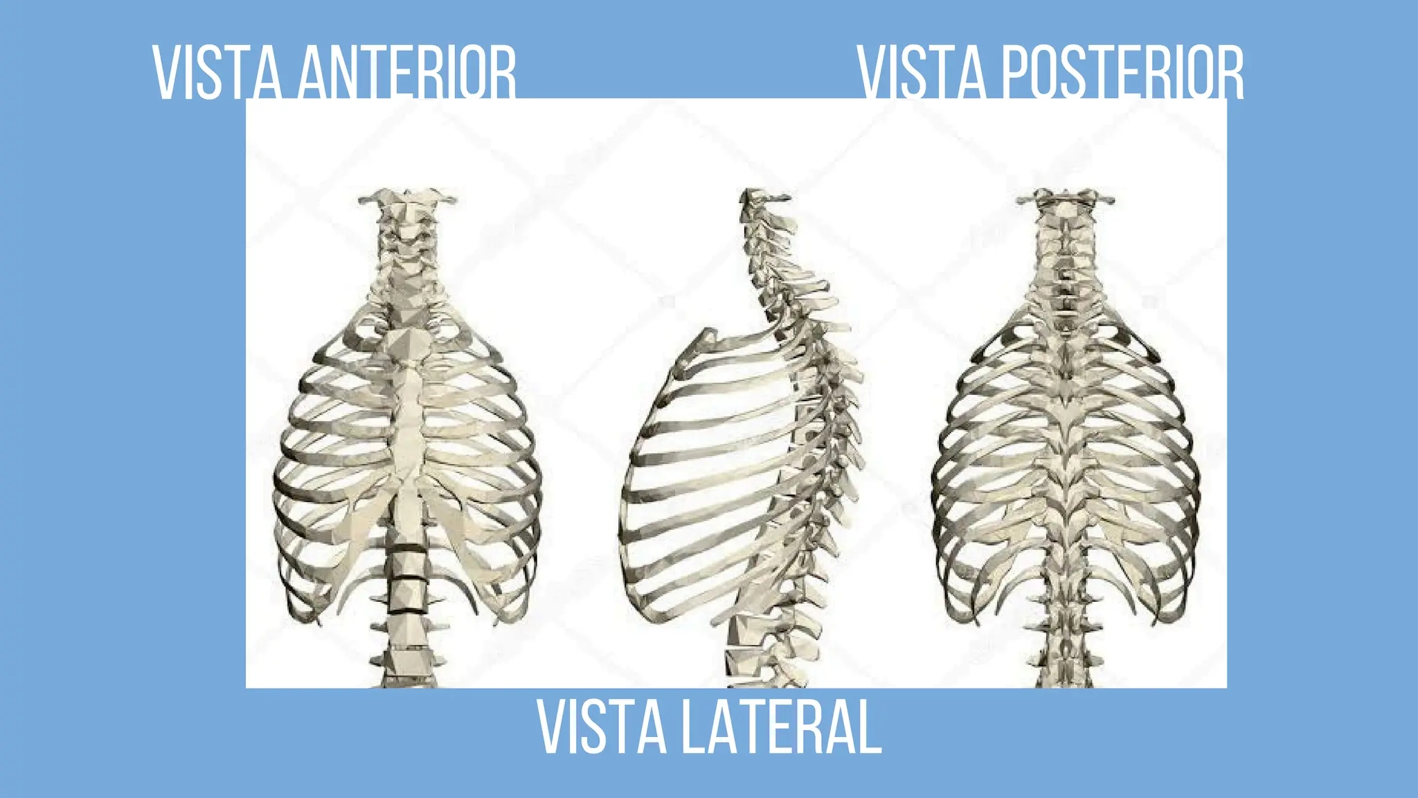 Anatomía-tórax para estudiantes de medicina | PDF