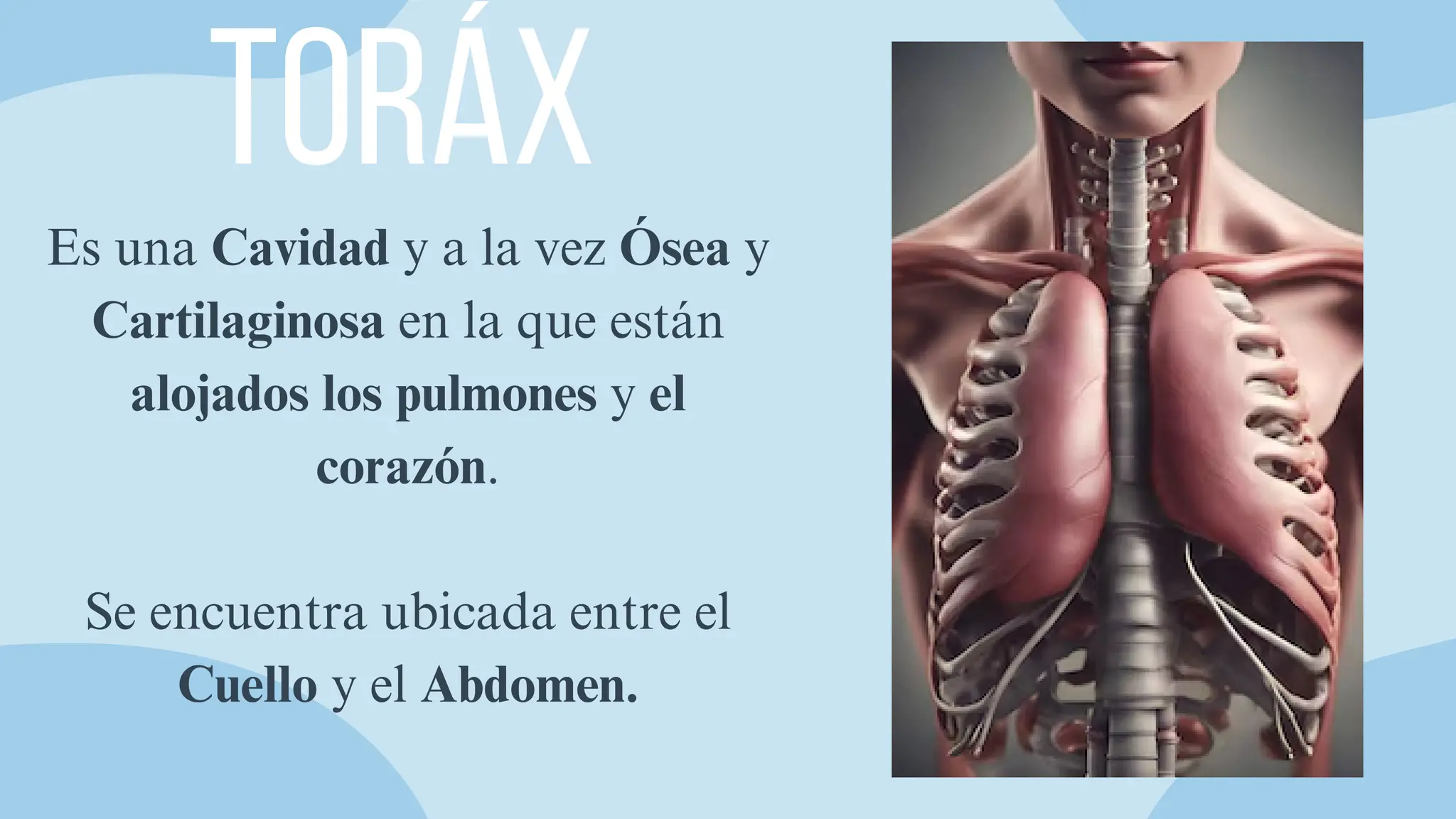Anatomía-tórax para estudiantes de medicina | PDF