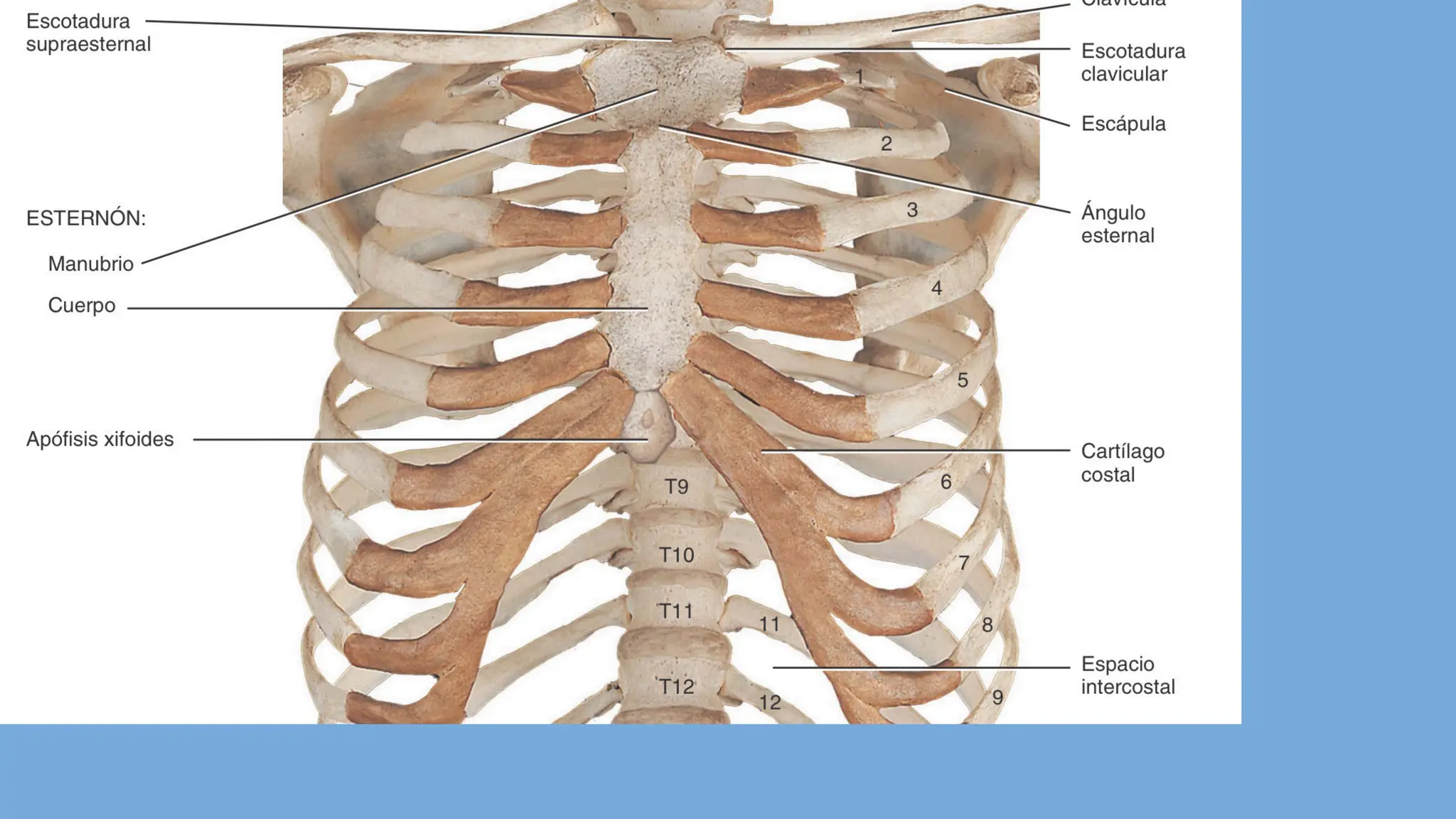 Anatomía-tórax para estudiantes de medicina | PDF