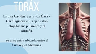 Anatomía-tórax para estudiantes de medicina | PDF