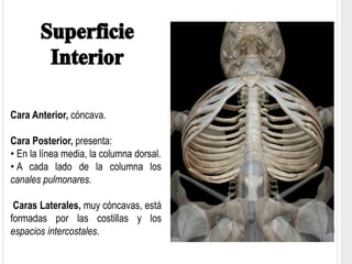 Osteología - Configuración general del Tórax | PPT