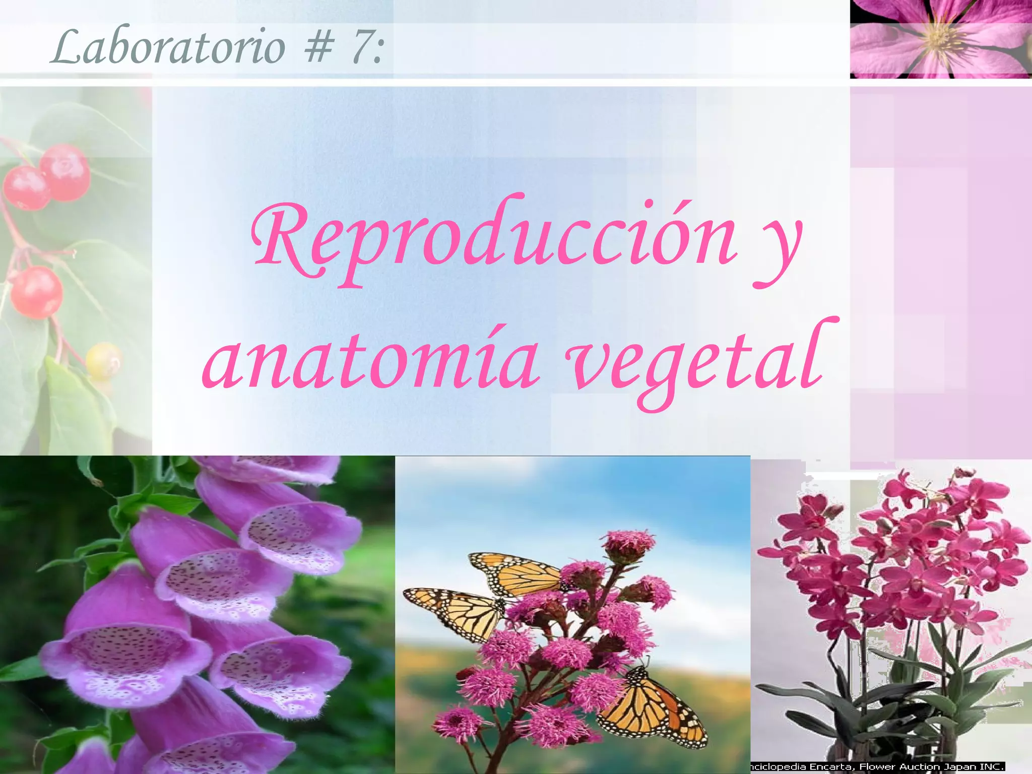 ANATOMIA VEGETAL | PPT | Biological Sciences | Science