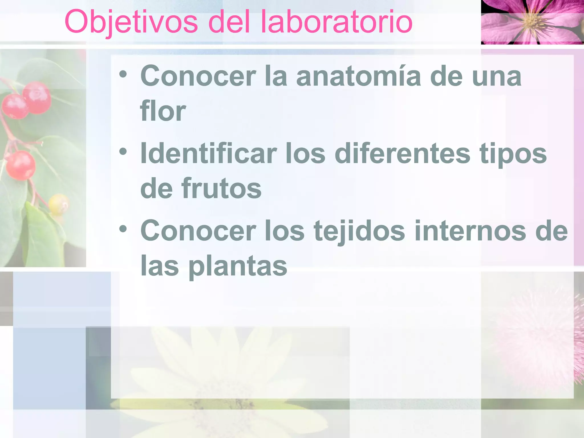 ANATOMIA VEGETAL | PPT | Biological Sciences | Science