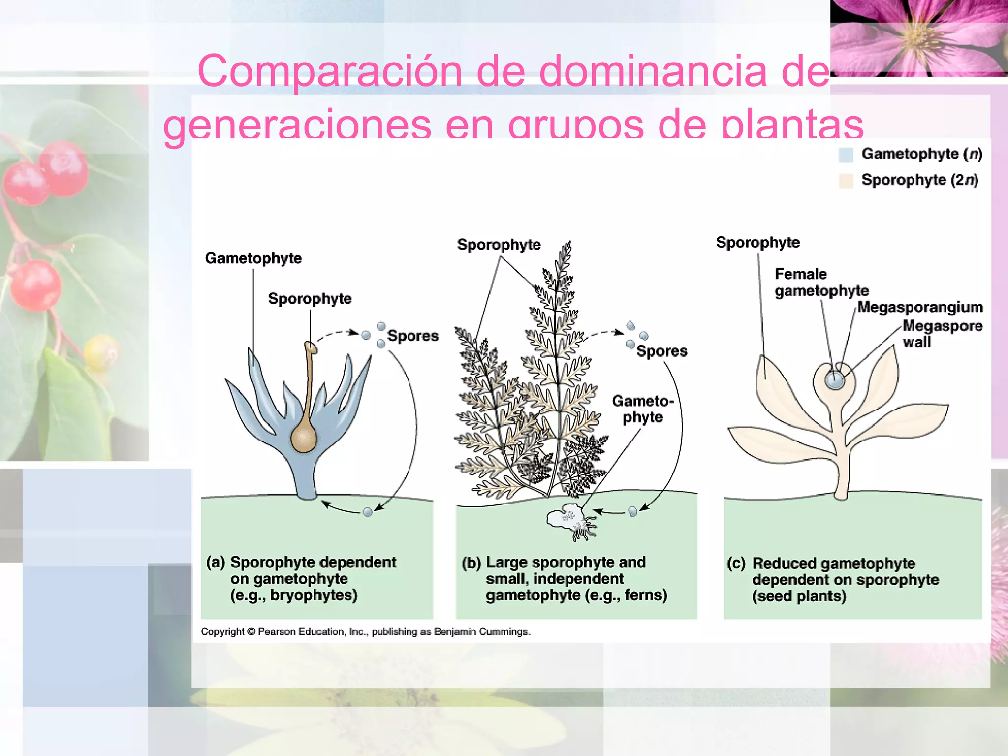ANATOMIA VEGETAL | PPT | Biological Sciences | Science