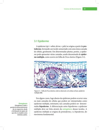 Anatomia-Vegetal.pdf