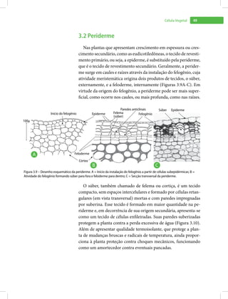 Anatomia-Vegetal.pdf