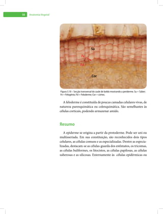 Anatomia-Vegetal.pdf