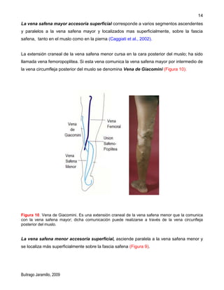 Anatomia venosa-de-los-miembros-inferiores | PDF