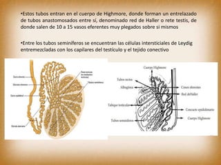 Anatomia y-fisiologia-del-aparato-reproductor (1) | PPTX
