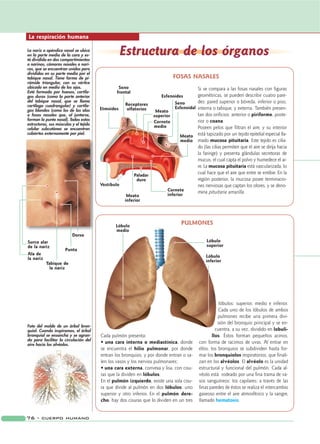 Anatomia-y-fisiologia-del-cuerpo-humano.pdf