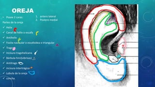 Anatomia y-fisiologia-del-oido | PPTX