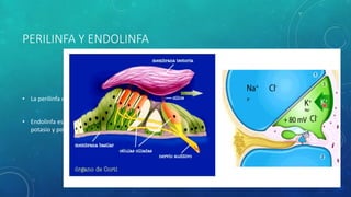 Anatomia y-fisiologia-del-oido (1) | PPT