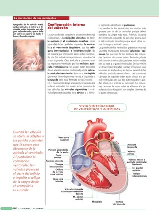 Anatomia y-fisiologia-dl-cuerpo-humano | PDF